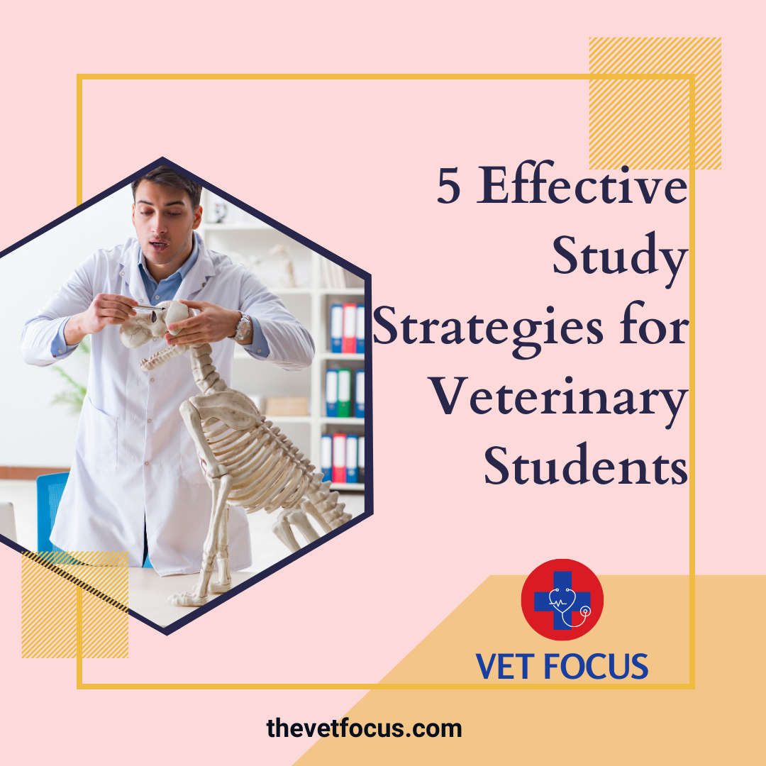 5 Effective Study Strategies For Veterinary Students – Vet Focus