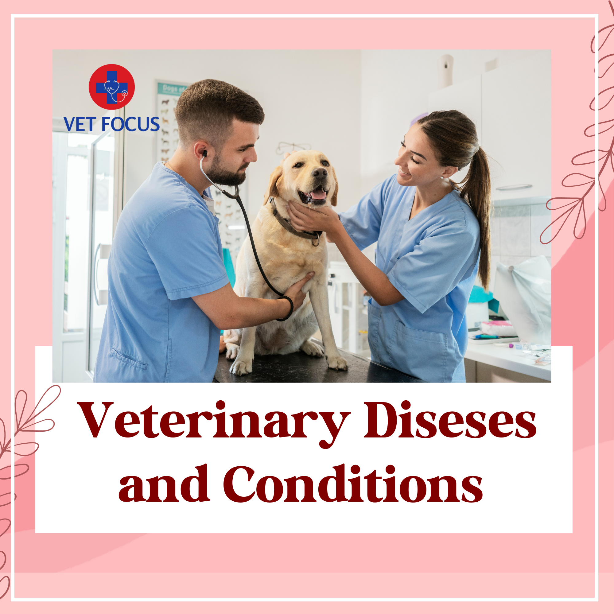 Veterinary Diseases and Conditions – Vet Focus