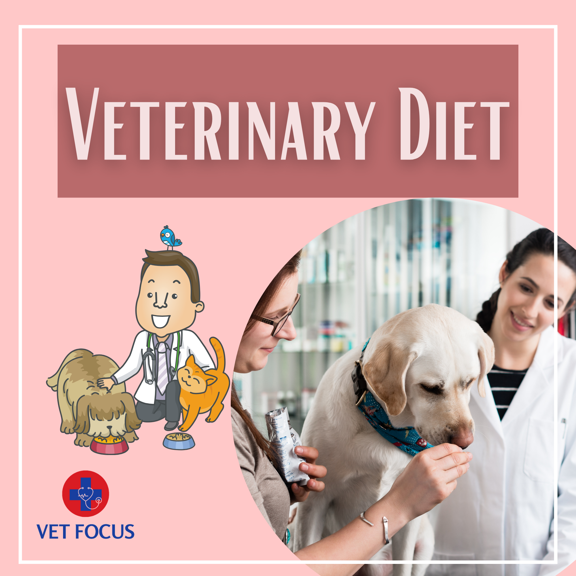 Veterinary Diet: Customized Nutrition – Vet Focus