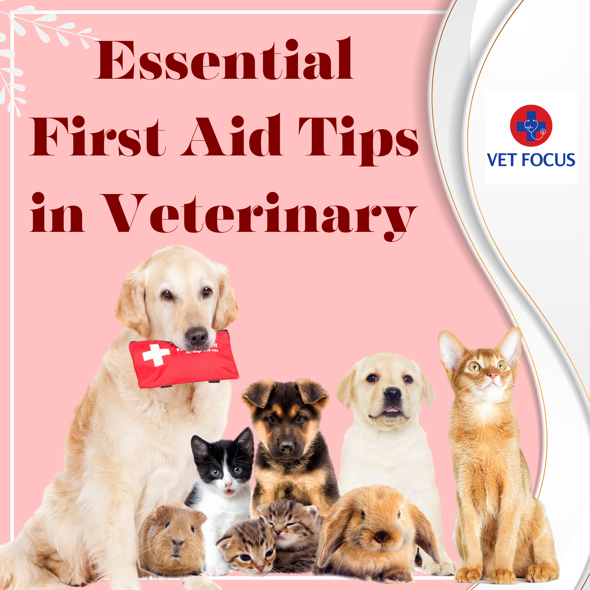 Essential First Aid tips in Veterinary – Vet Focus