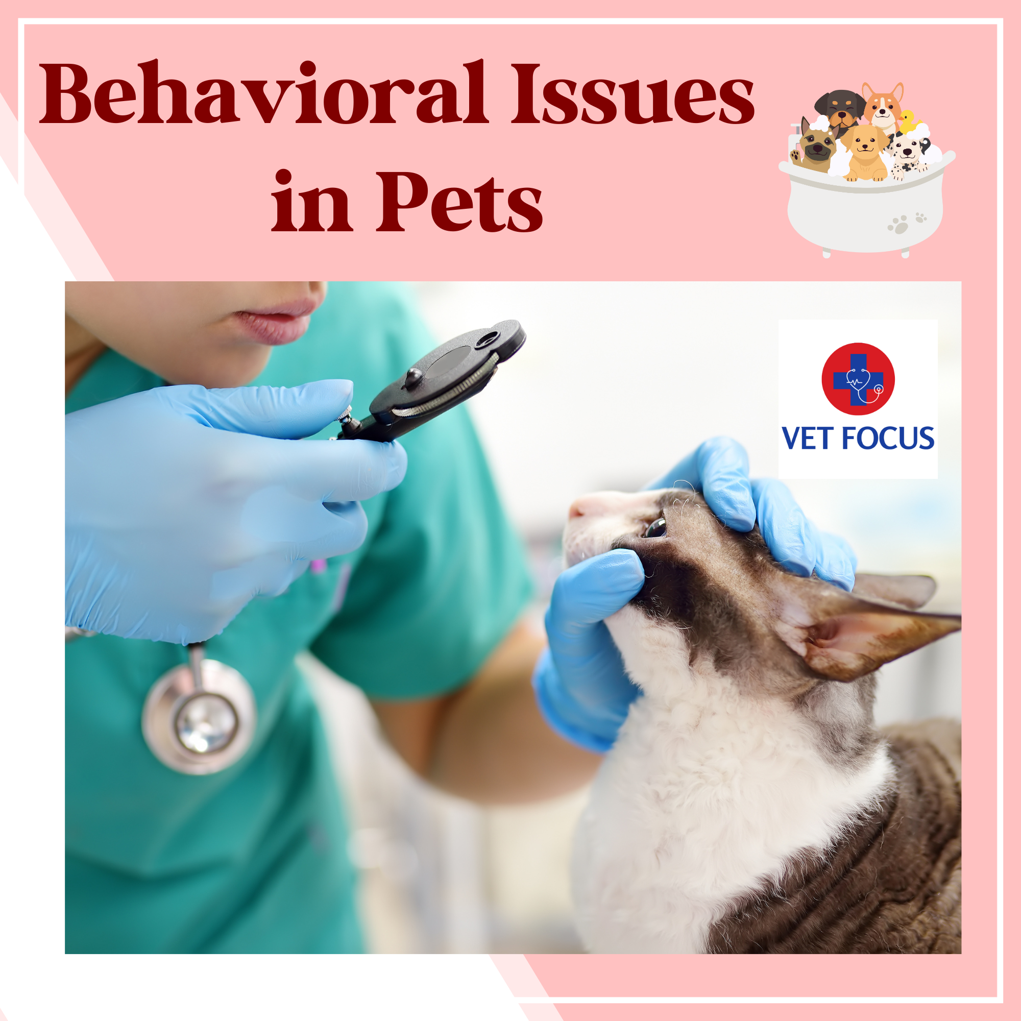 Behavioral Issues in Pets – Vet Focus