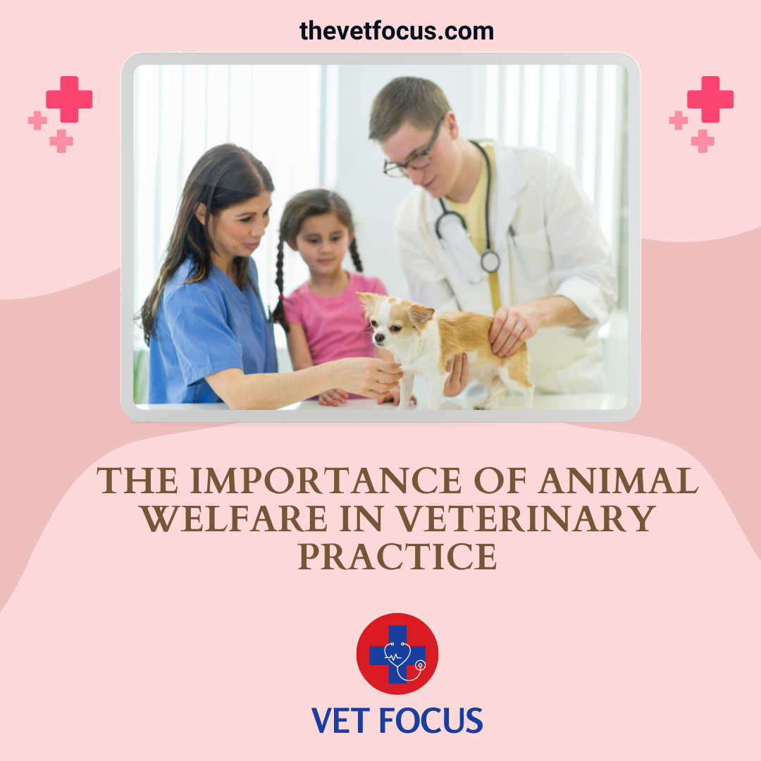 The Importance of Animal Welfare in Veterinary Practice – Vet Focus
