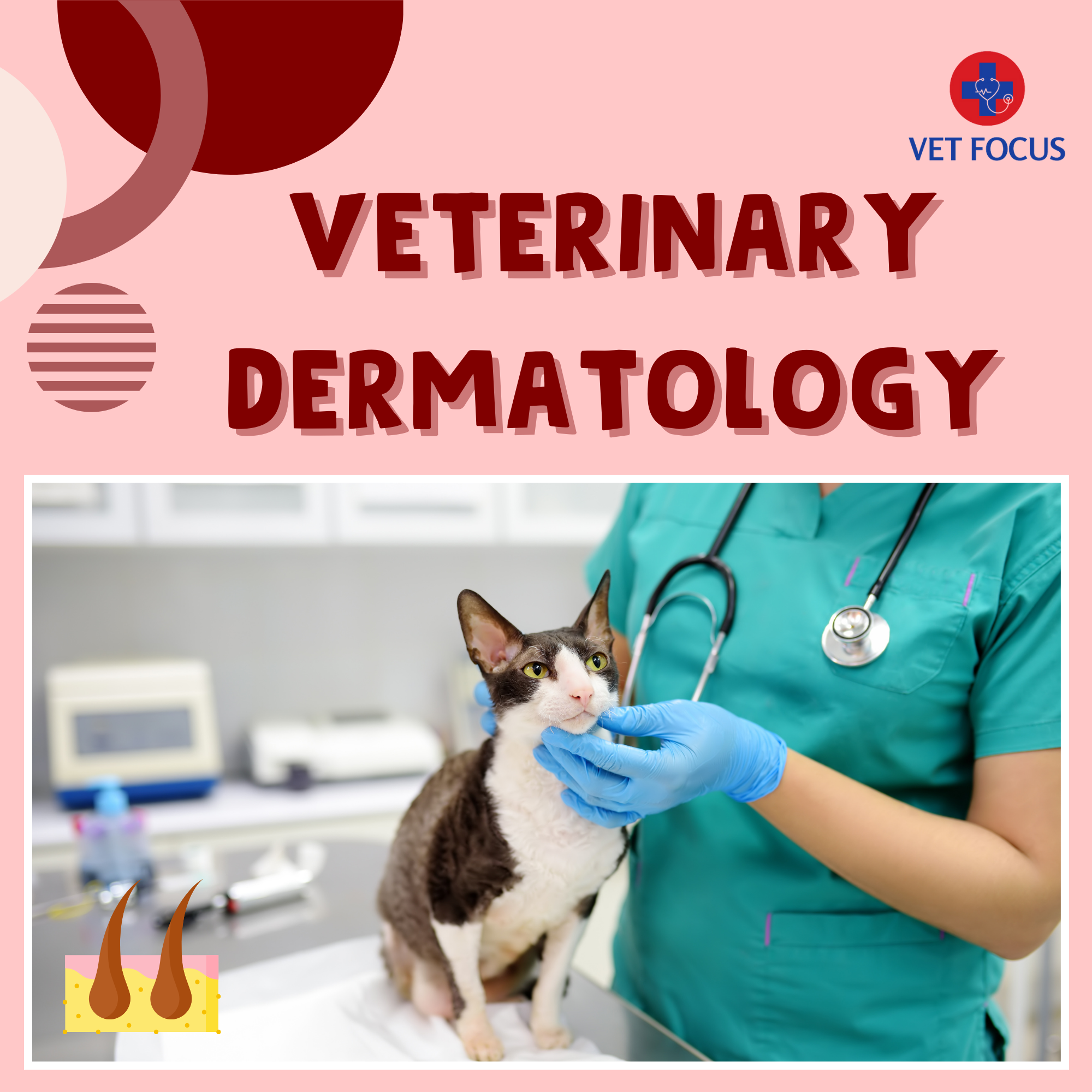 Veterinary Dermatology – Vet Focus