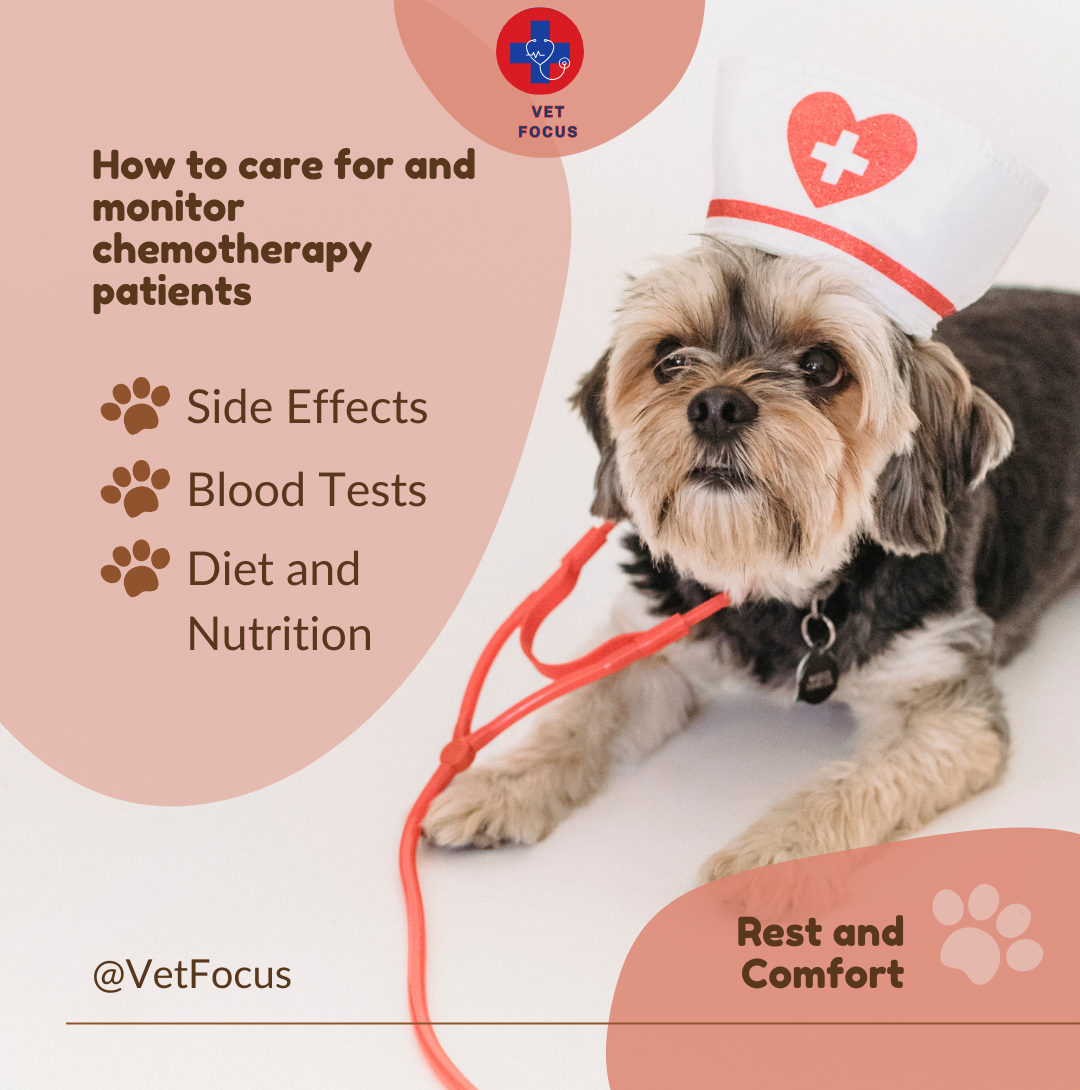 Caring for Chemotherapy Patients: What Every Vet Student Should Know ...