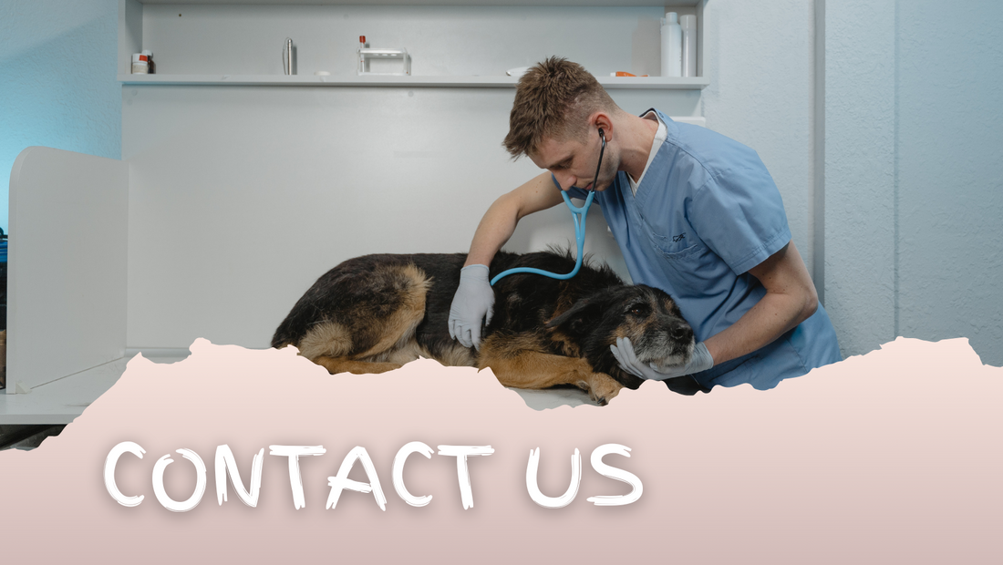 Contact – Vet Focus